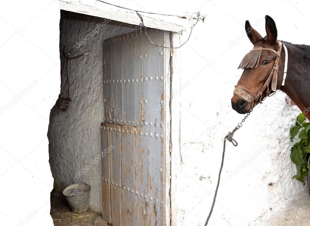 Spanish mules — Stock Photo © indalo #18410985