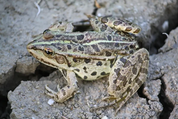 Big green frog — Stock Photo © Shebeko #105459784