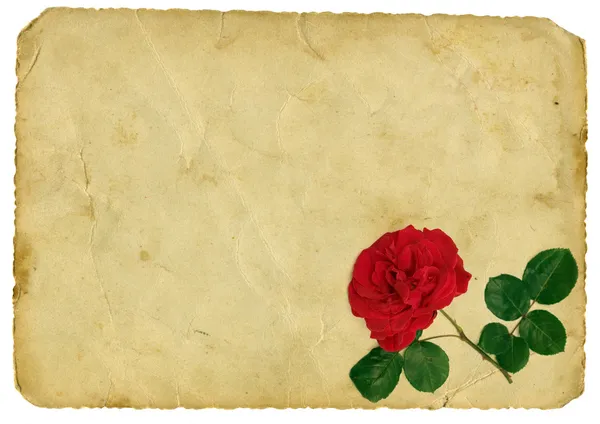 Old paper background, vintage rose — Stock Photo © Irochka #5118754