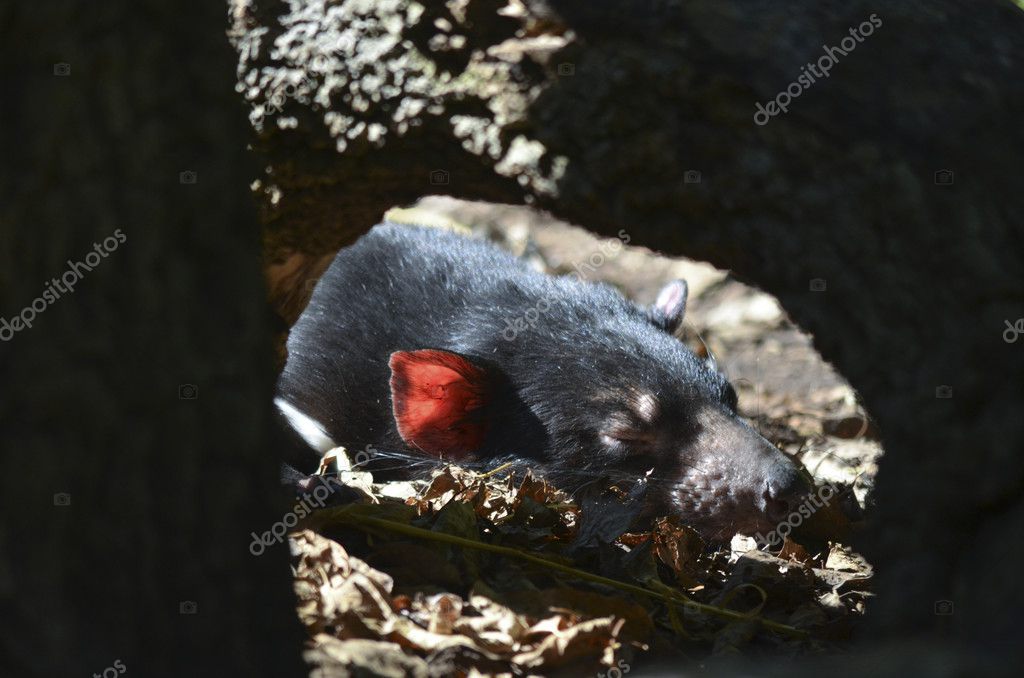 Sleeping devil Stock Photo by ©ozflash 14427509