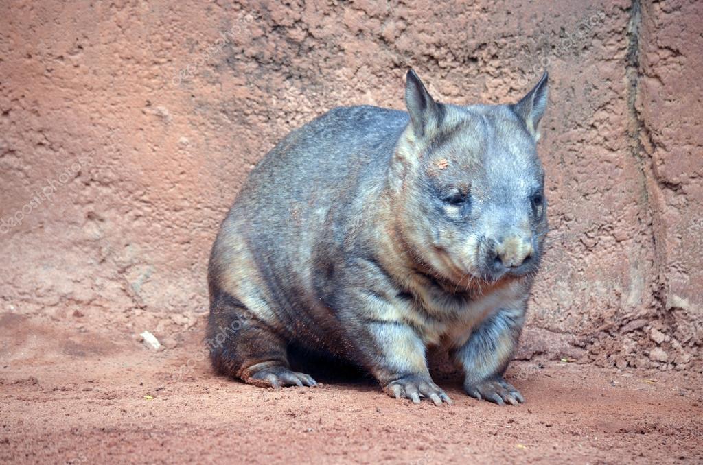 Red Wombat