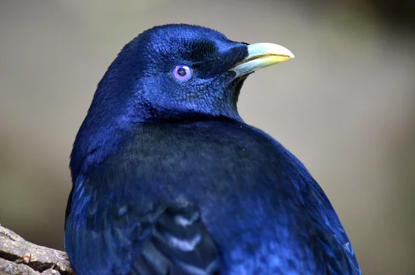 Bowerbird Stock Photos, Royalty Free Bowerbird Images | Depositphotos