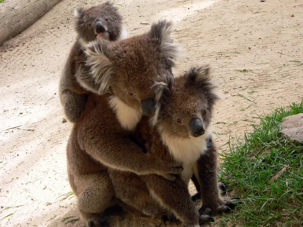 Koala family Stock Photos, Royalty Free Koala family Images | Depositphotos