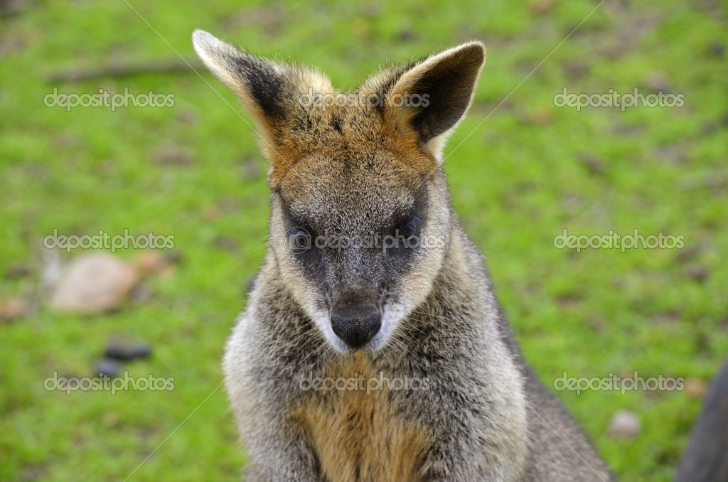 Swamp wallaby Stock Photo by ©ozflash 29301223