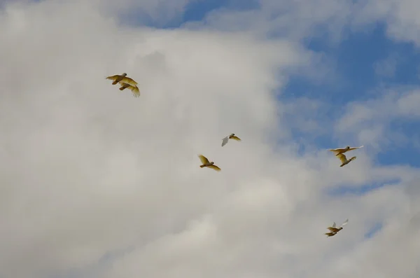 Flying canaries Stock Photos, Royalty Free Flying canaries Images ...