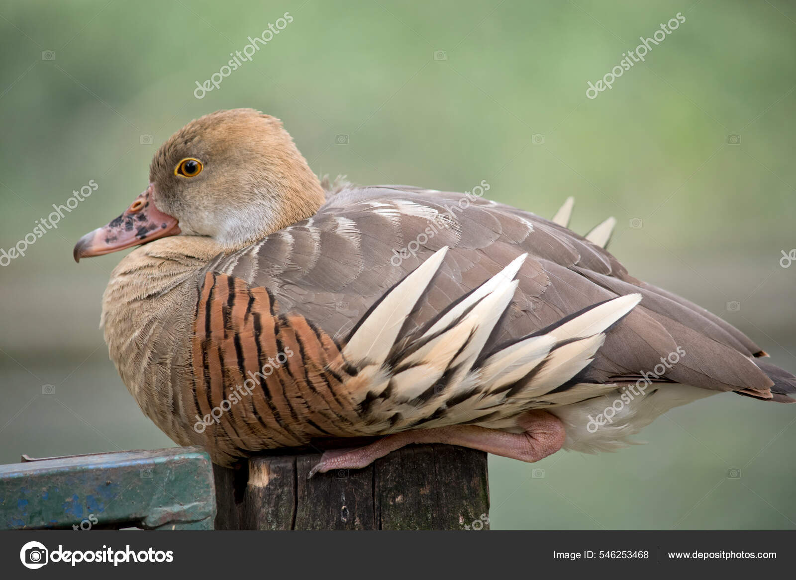 Side View Plumed Whistling Duck Stock Photo by ©ozflash 546253468