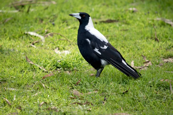 Common magpie Stock Photos, Royalty Free Common magpie Images ...