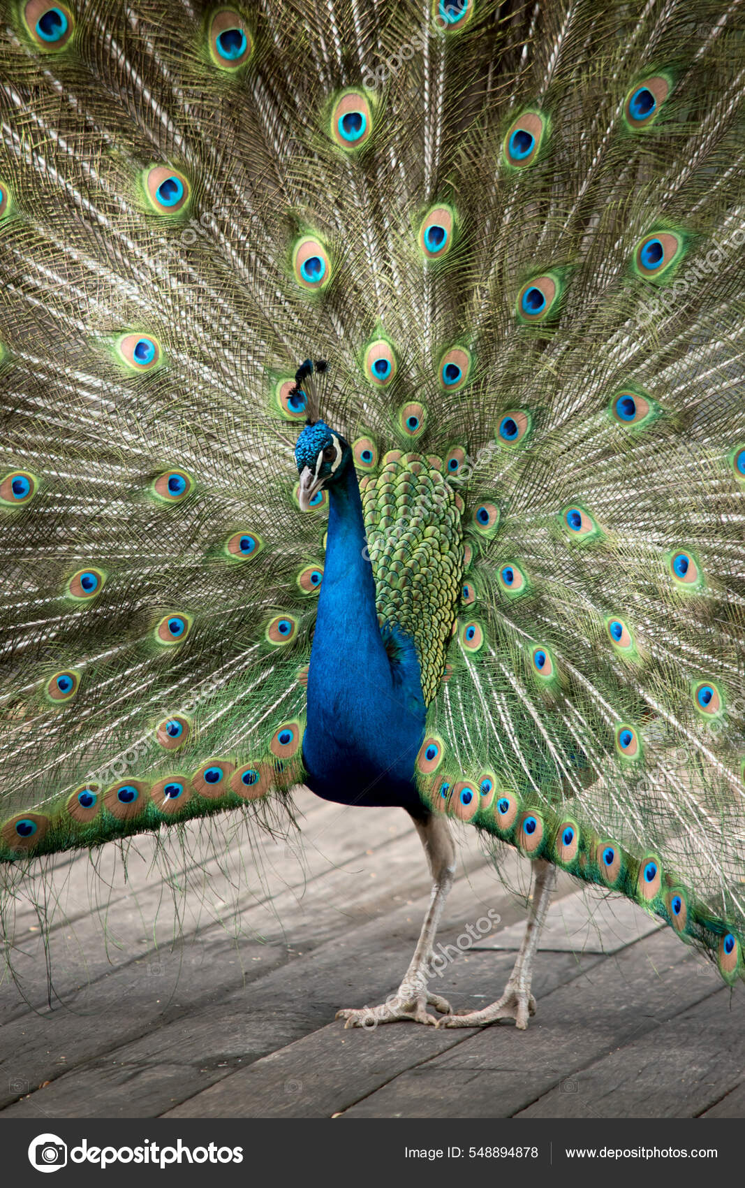 Male Peacocks Mating
