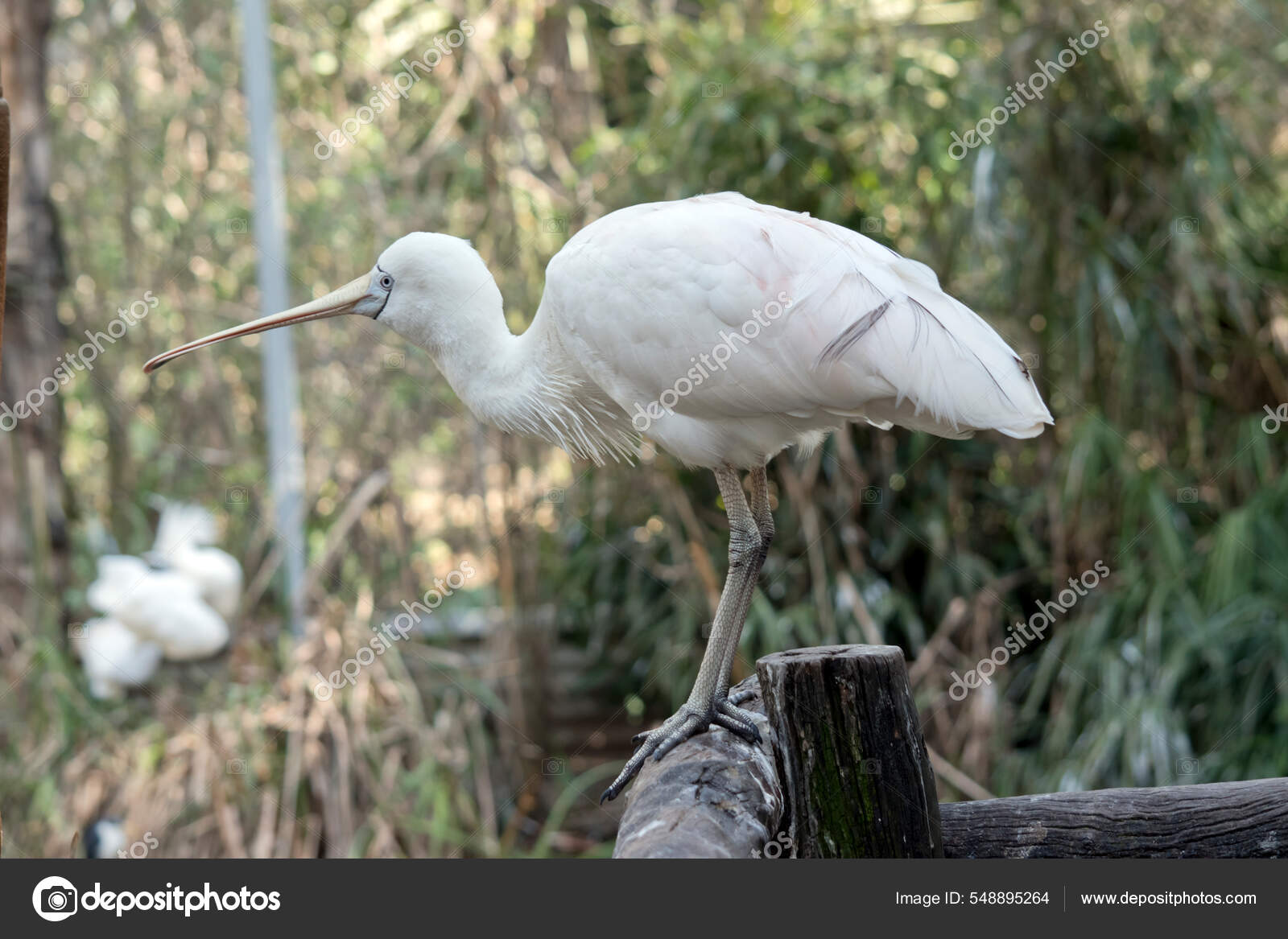 Yellow Spoonbill Large White Seabird Spoon Shaped Bill Stock Photo by ...