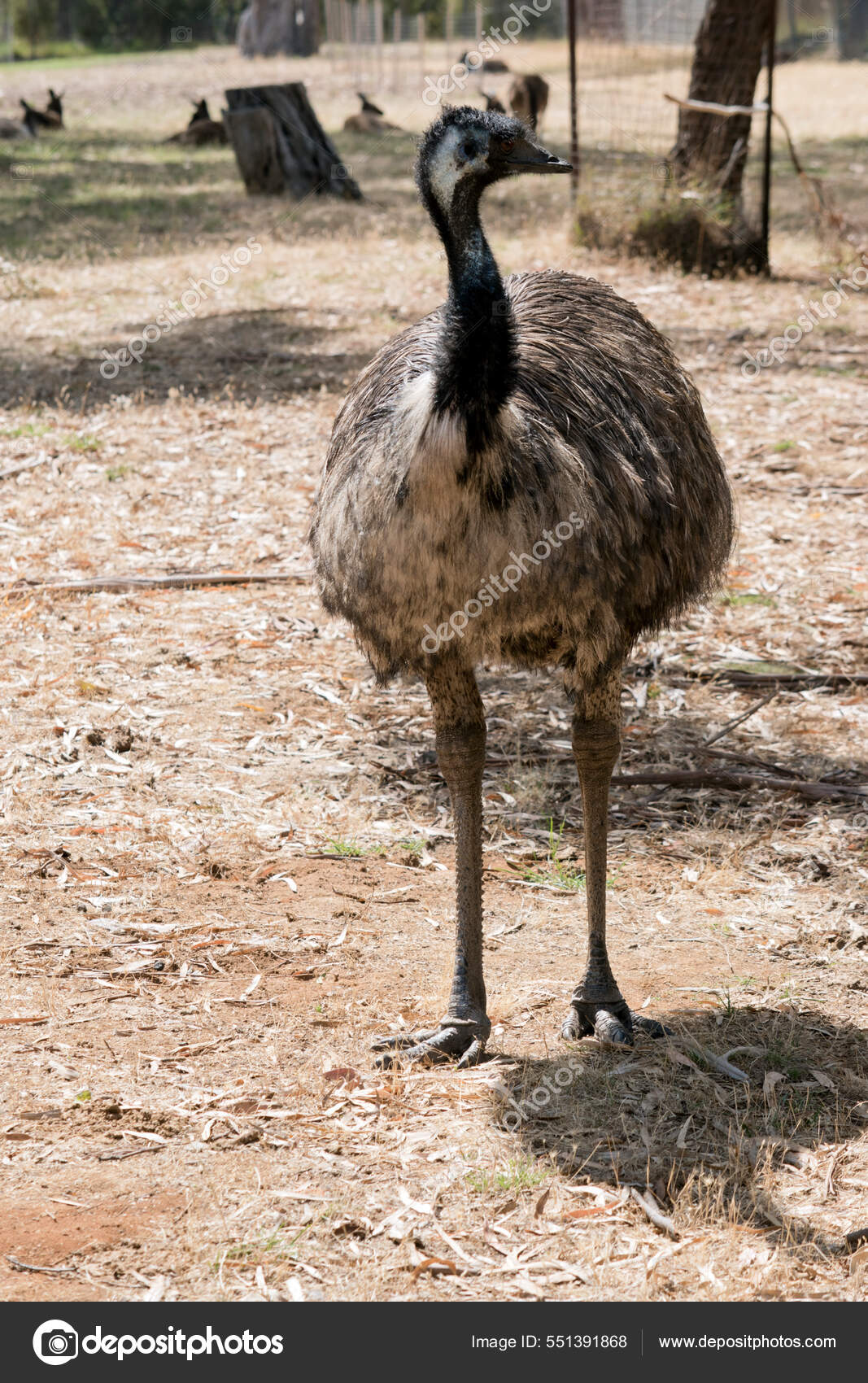 Australian Emu Bird
