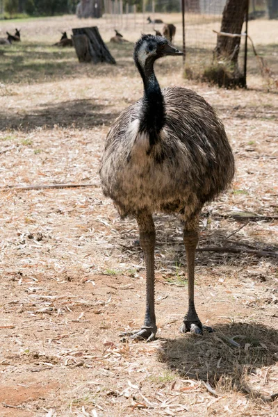 Эмус Stock Photos, Royalty Free Эмус Images | Depositphotos
