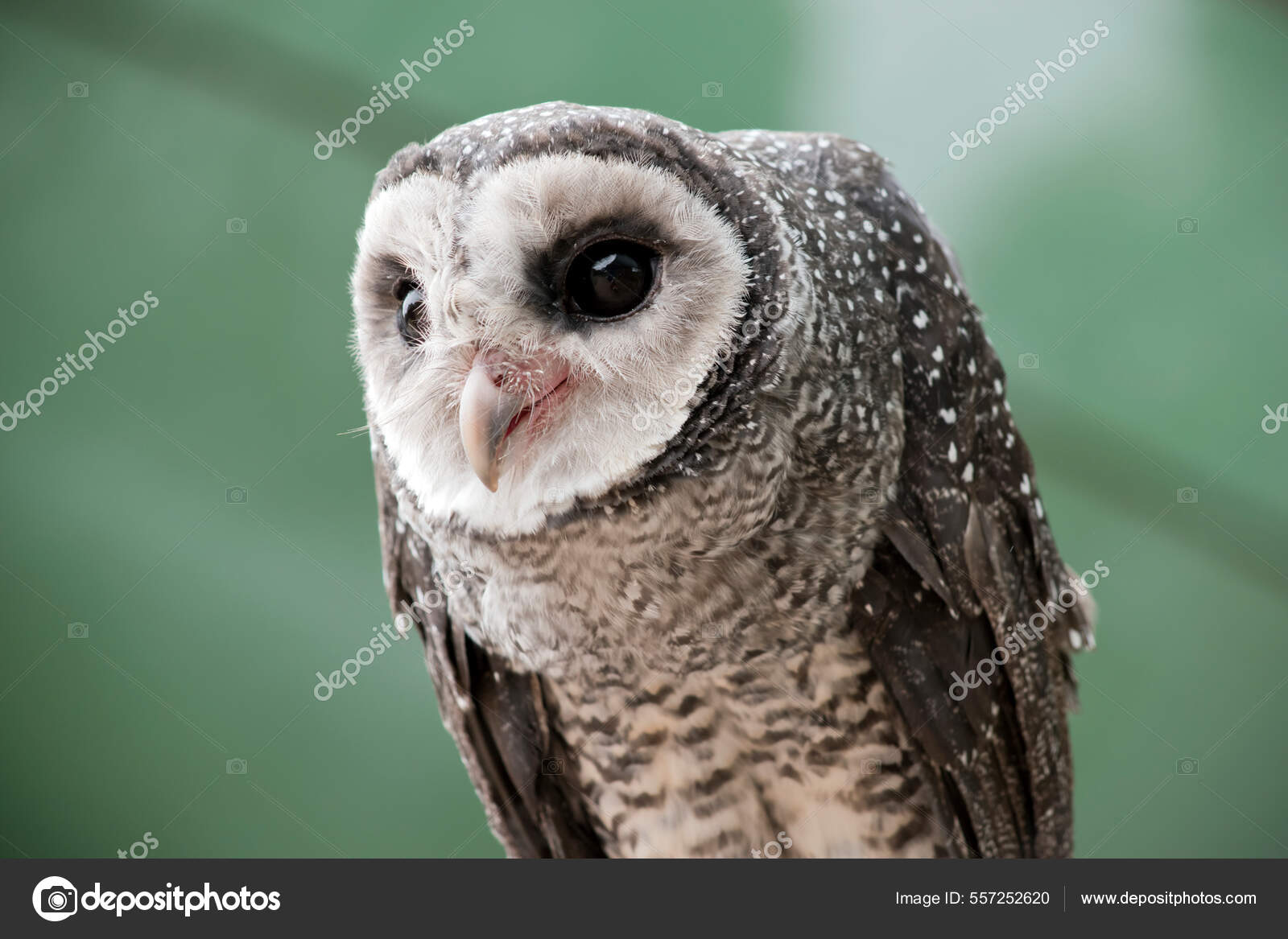 Lesser Sooty Owl