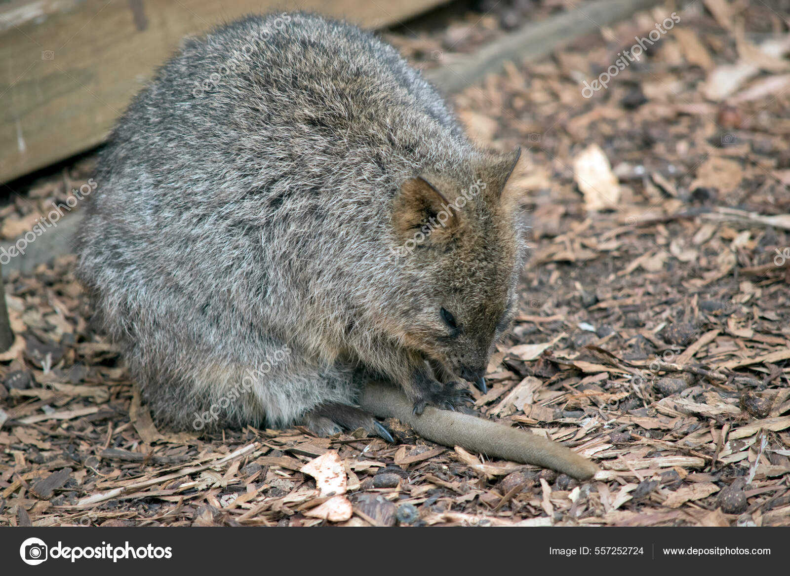 Quokka Sleeping