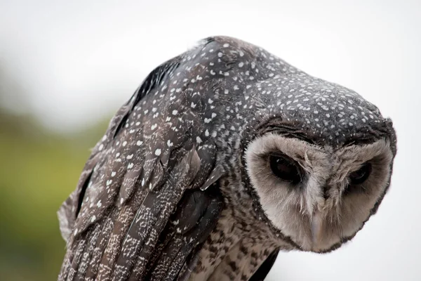 Lesser Sooty Owl
