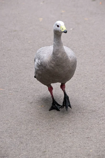 Grey goose Stock Photos, Royalty Free Grey goose Images | Depositphotos
