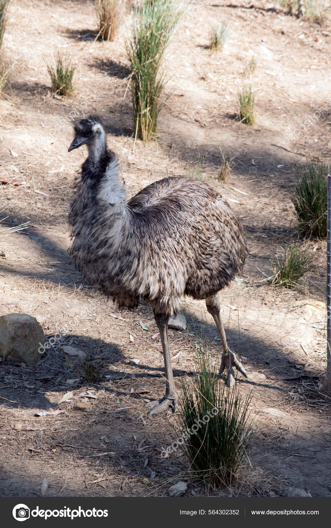 Australian Flightless Birds