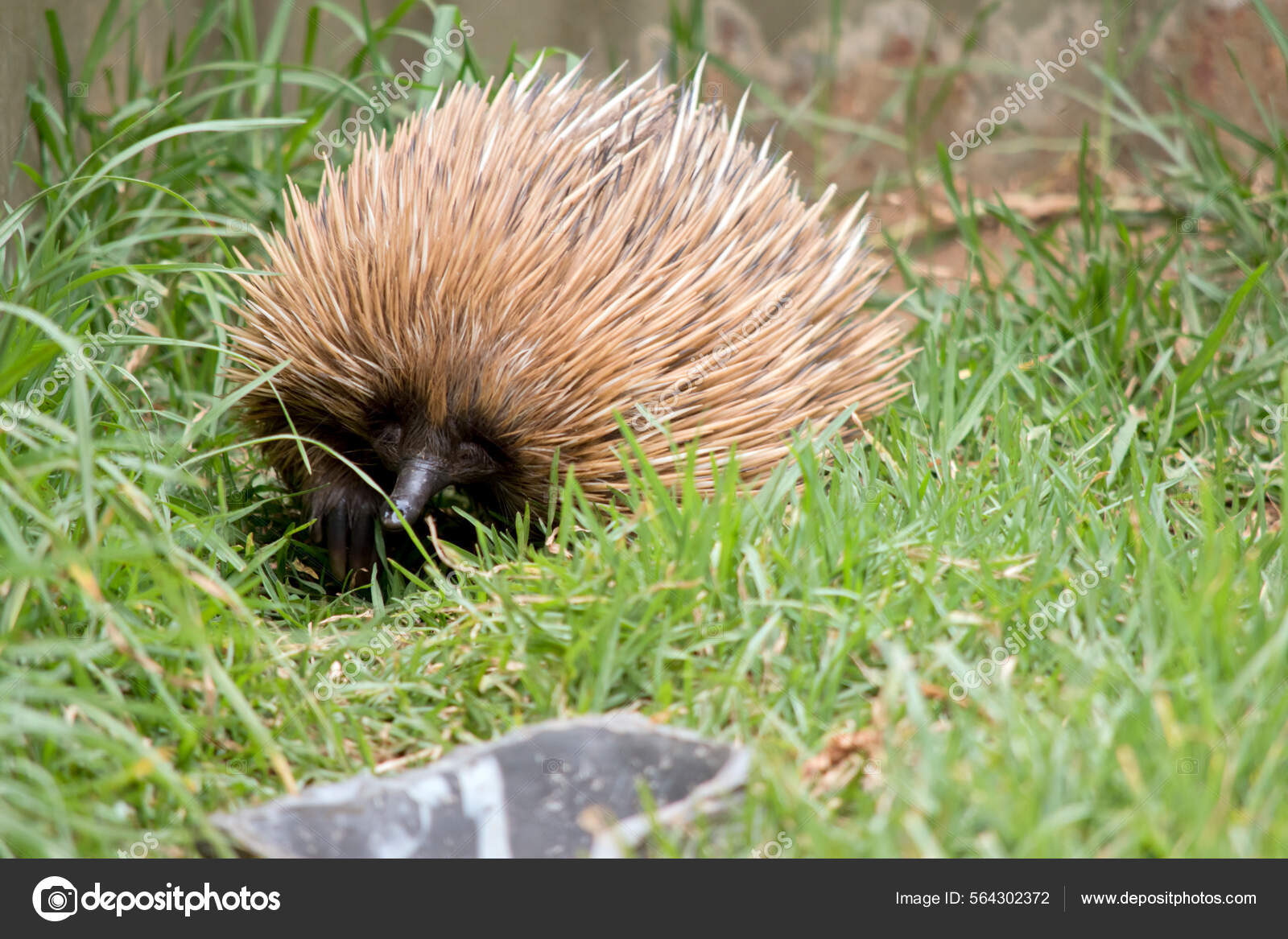 Echidna Anteater Has Long Pointed Mouthand Sharp Claws Get Ant Stock ...