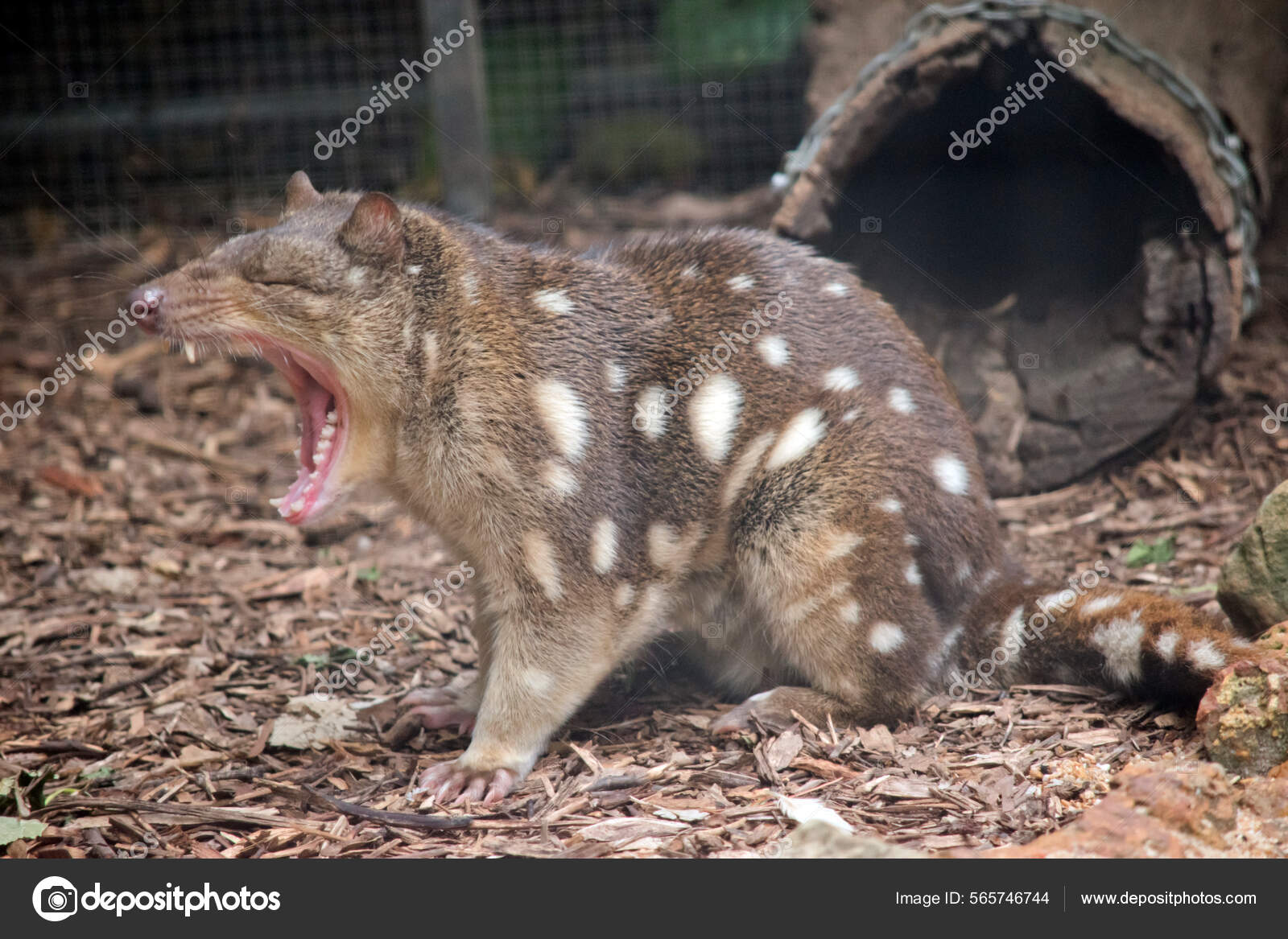 Side View Spotted Tail Quoll Snarling Stock Photo by ©ozflash 565746744