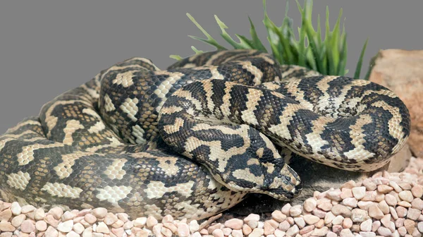 Close up of a carpet python — Stock Photo © ozflash #100045920