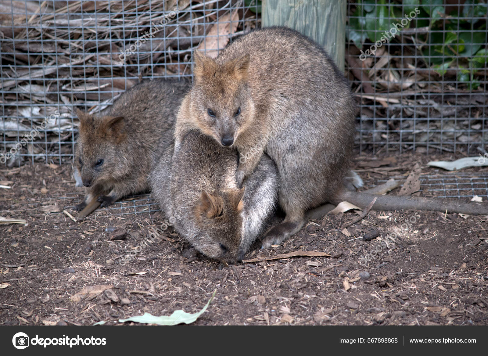 Quokkas Mating Fence Stock Photo by ©ozflash 567898868
