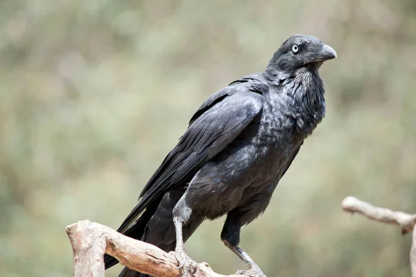 Juvenile Australian Raven Stock Photo by ©ozflash 144430253
