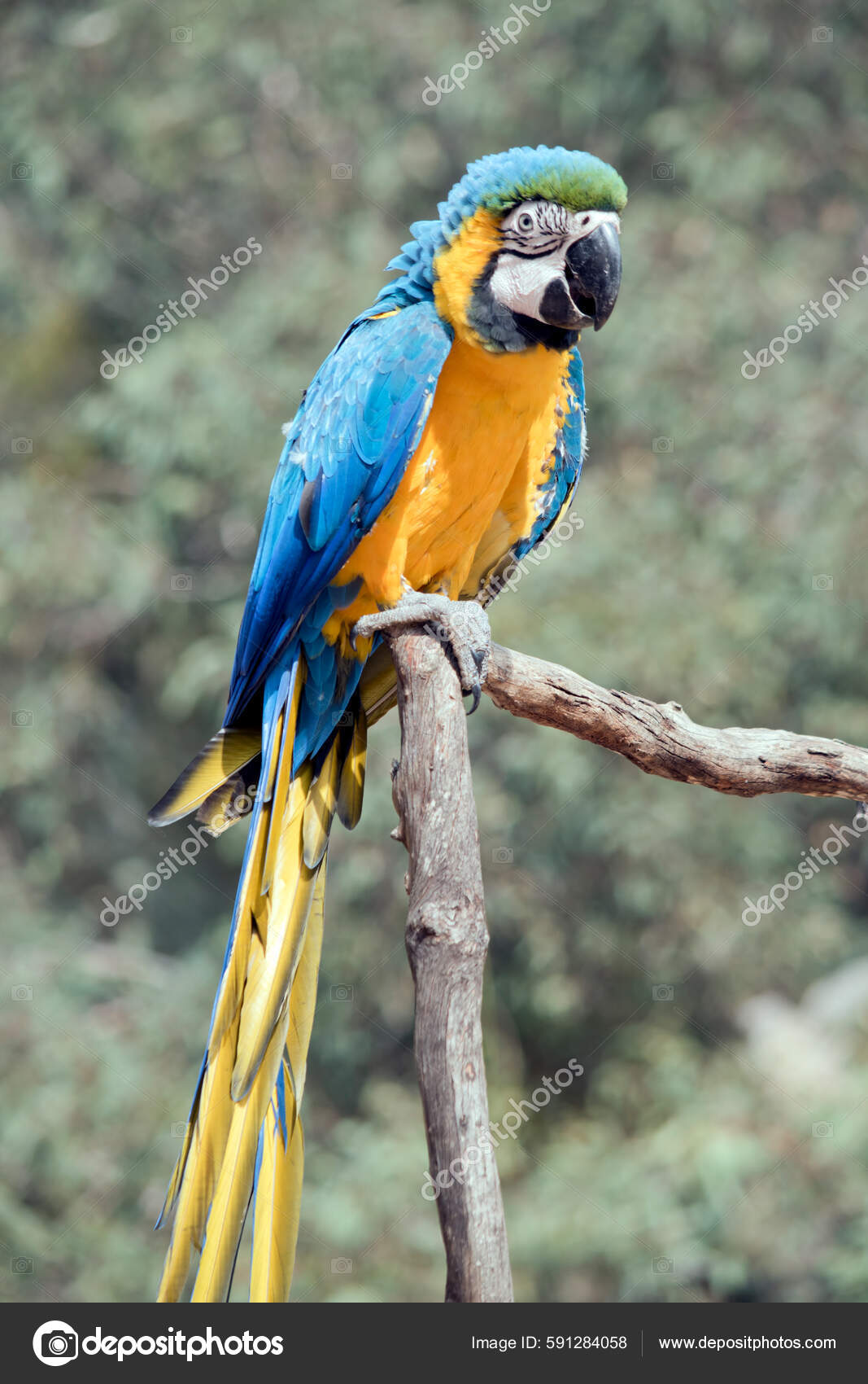 Guacamayo Azul Y Dorado Mascota