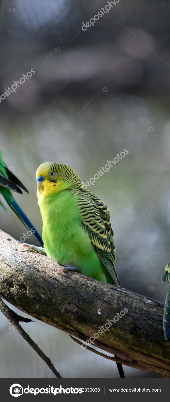 Parakeet Perched Tree Limb — Stock Photo © ozflash #612030038