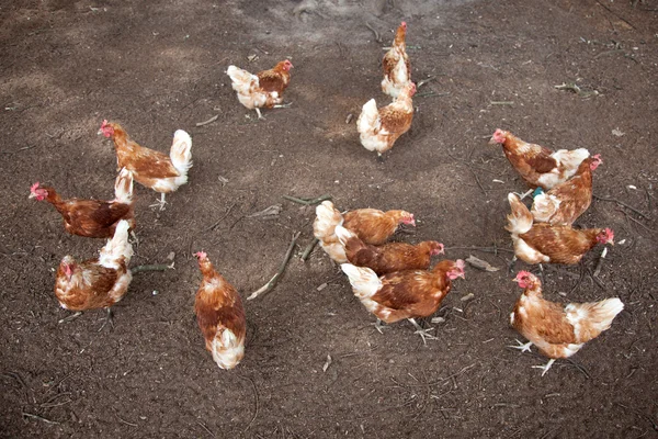 Many brown chicken outside farm in the dirt Stock Photo by ©ahavelaar ...