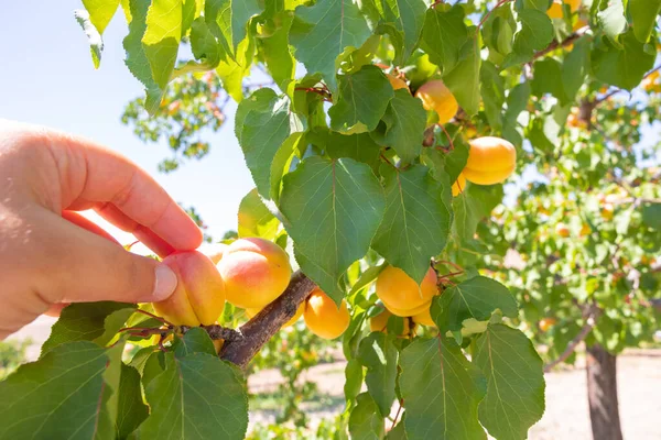 Harvesting fruits from tree. Man collectiong apricots from the tree ...