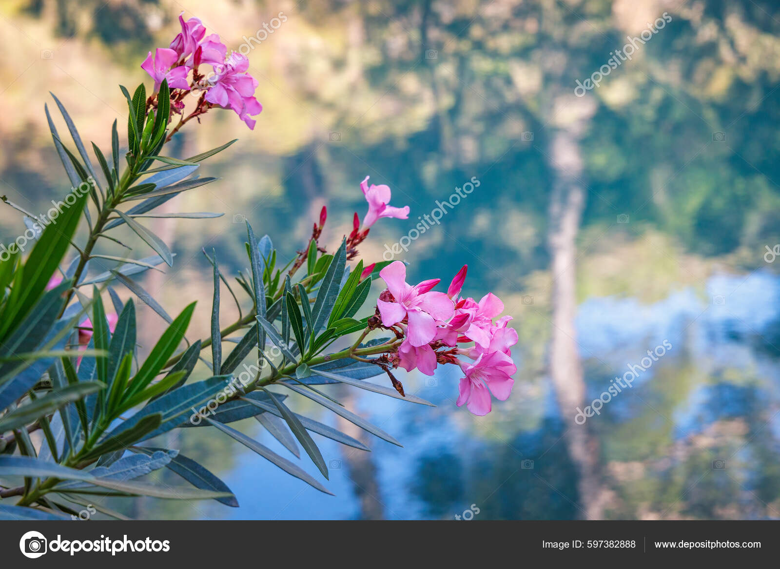 Blue Oleander Flower