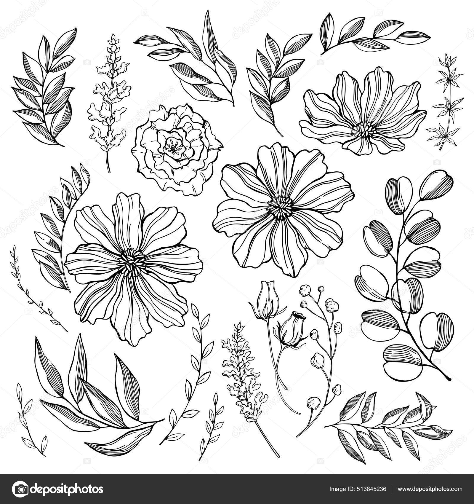 Hand Drawn Graphic Plants Flowers Buds Branches Leaves Herbs Vector ...