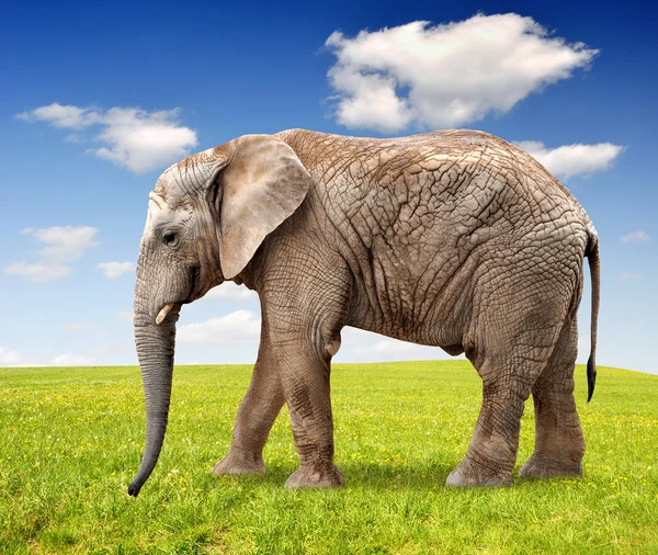 Elephant profile Stock Photos, Royalty Free Elephant profile Images ...