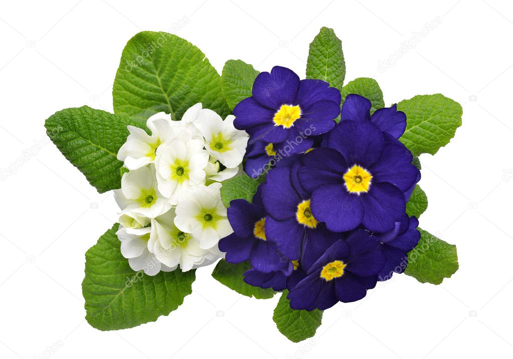 Primrose Stock Photo by ©vencav 23663187