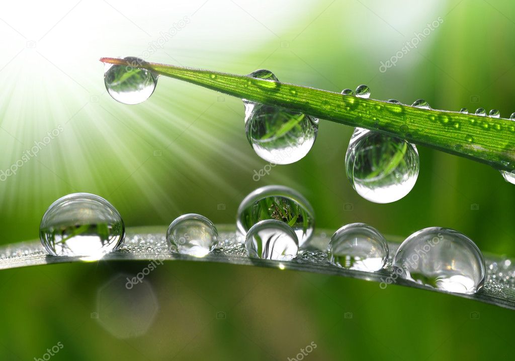 Dew drops ⬇ Stock Photo, Image by © vencav #24101587