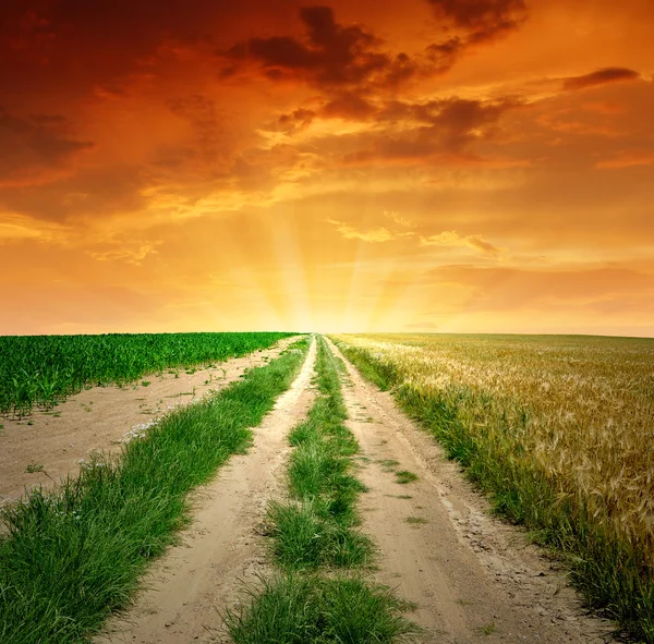 Field way — Stock Photo © vencav #11640206