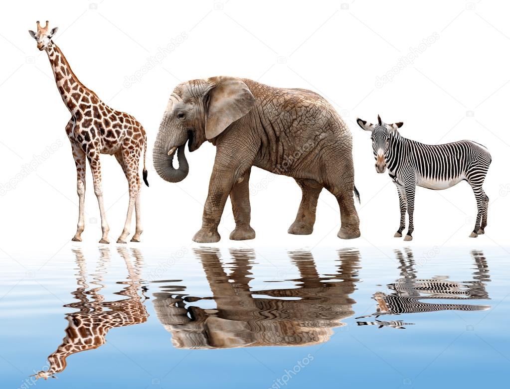 Zebras And Giraffes Together