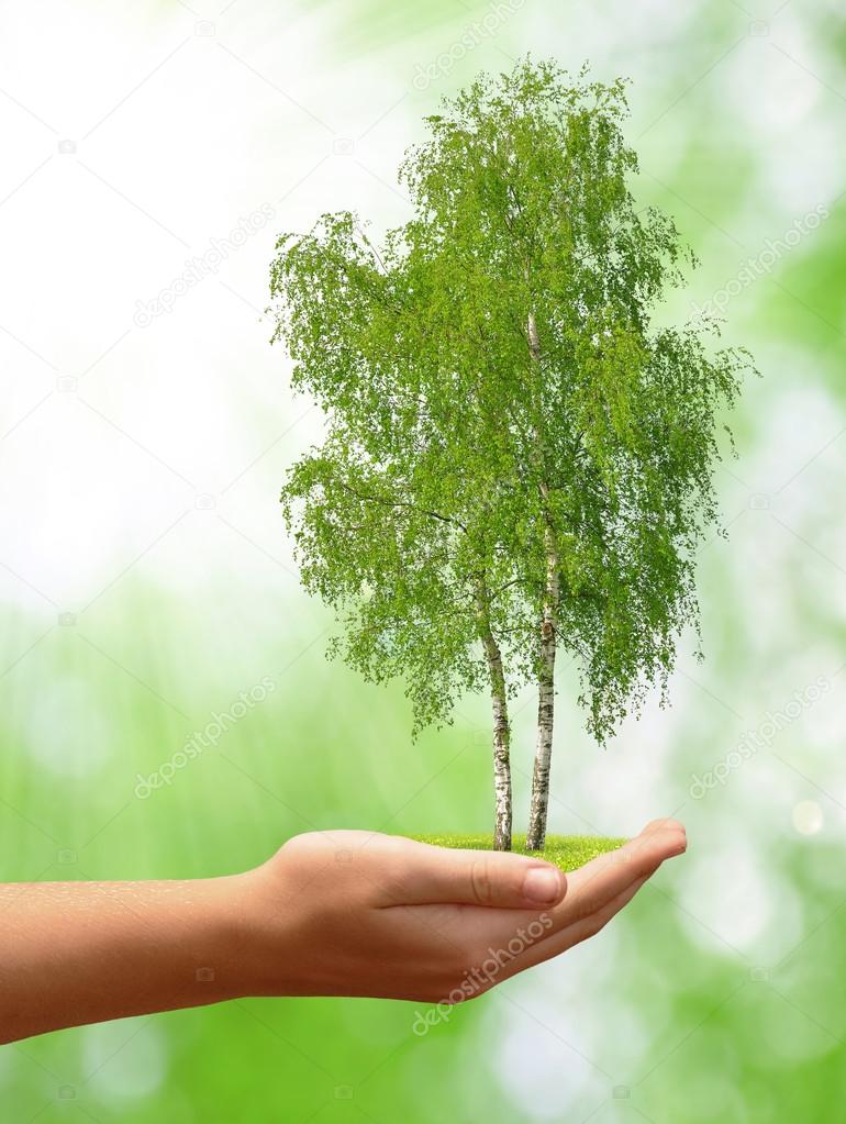 Growing tree in hand Stock Photo by ©vencav 29146163