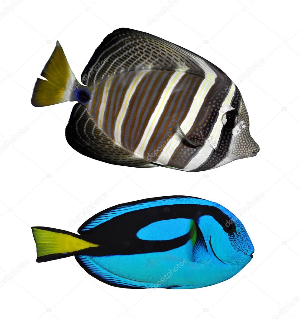 Tropical reef fish — Stock Photo © vencav #30974421