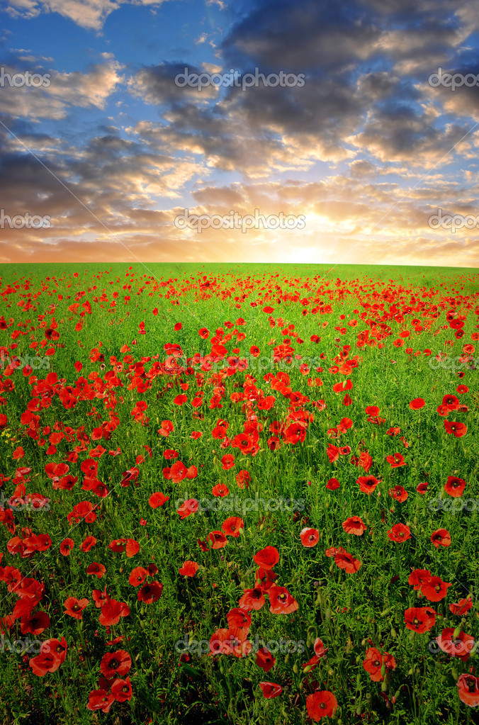 Red poppy field — Stock Photo © vencav #34287877