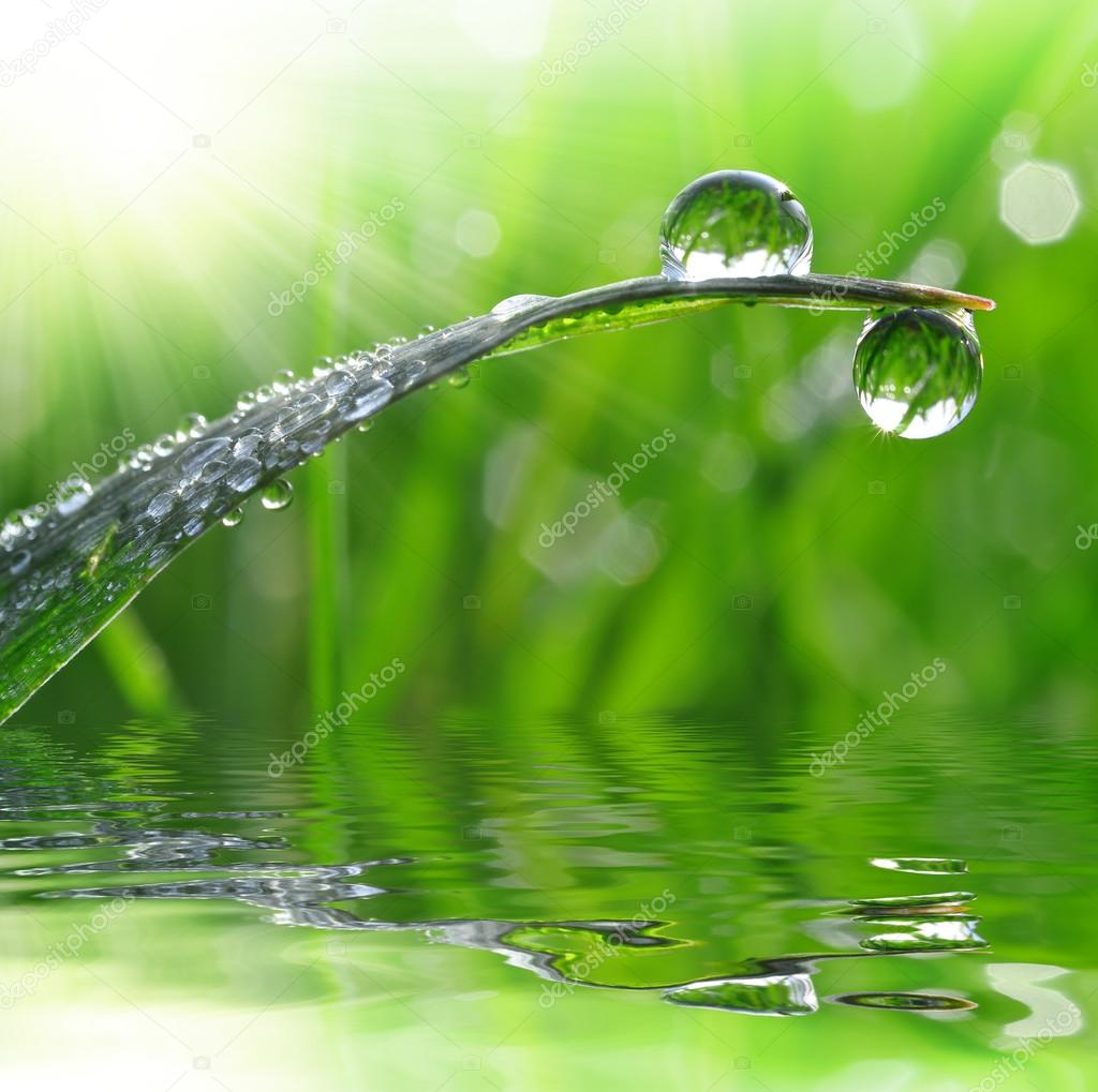 gotas de rocío — Foto de stock © vencav #37041785