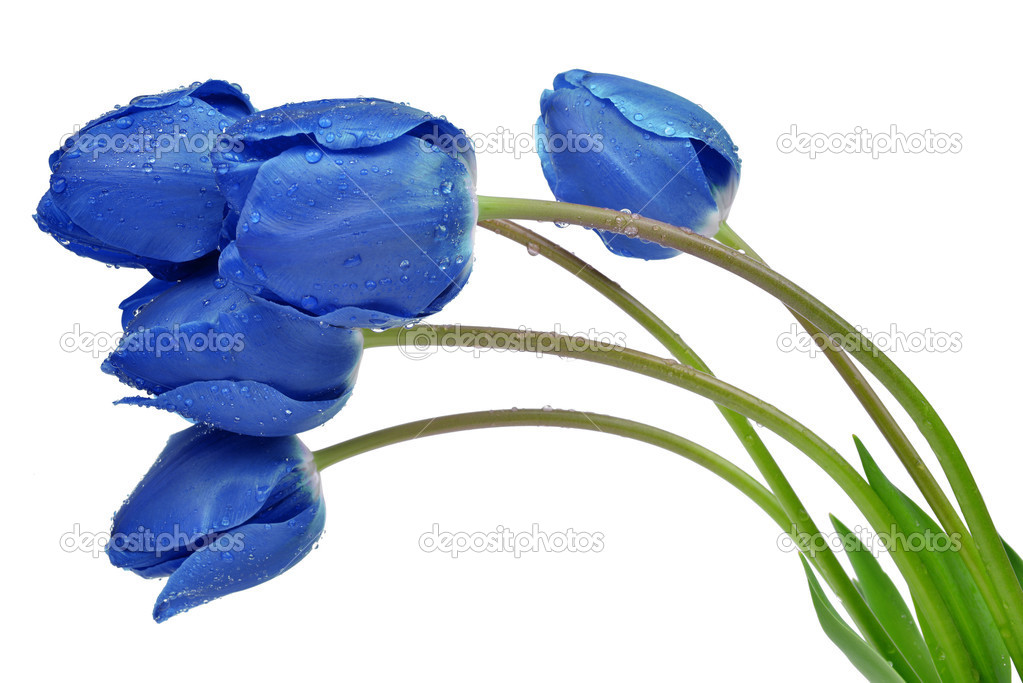 Tulipanes azules mistake — Foto de stock © vencav #37159465