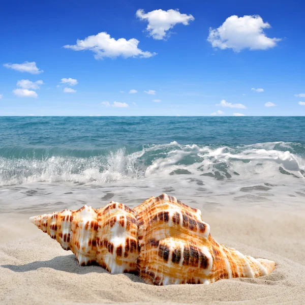 Shell on beach Stock Photo by ©vencav 8179041