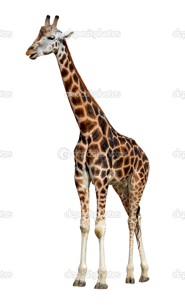 Giraffe — Stock Photo © vencav #42350041