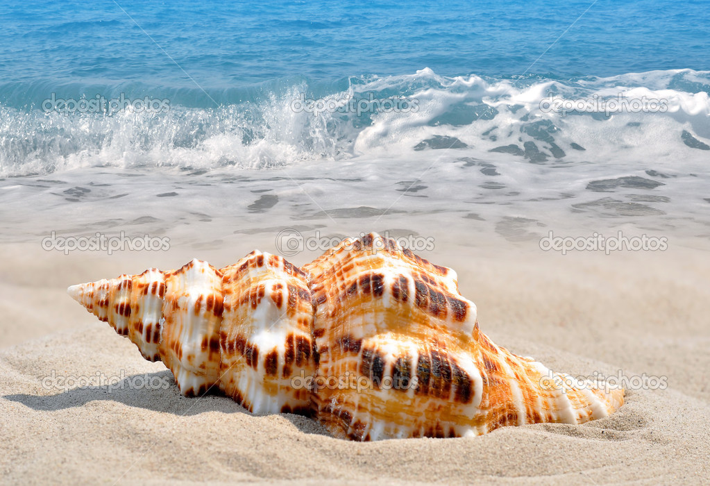 Conch shell ⬇ Stock Photo, Image by © vencav #43371679 Conch shell ⬇ Stock Photo, Image by © vencav #43371679