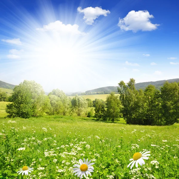 Prado soleado fotos de stock, imágenes de Prado soleado sin royalties ...