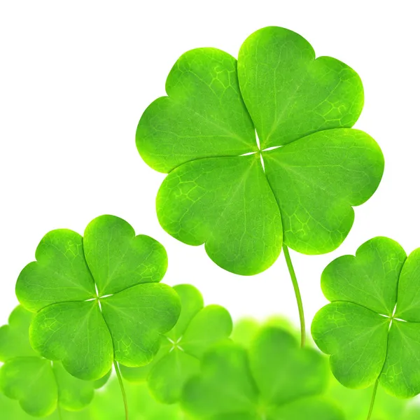 Clover design Stock Photos, Royalty Free Clover design Images ...