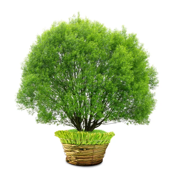 Tree pot Stock Photos, Royalty Free Tree pot Images | Depositphotos®
