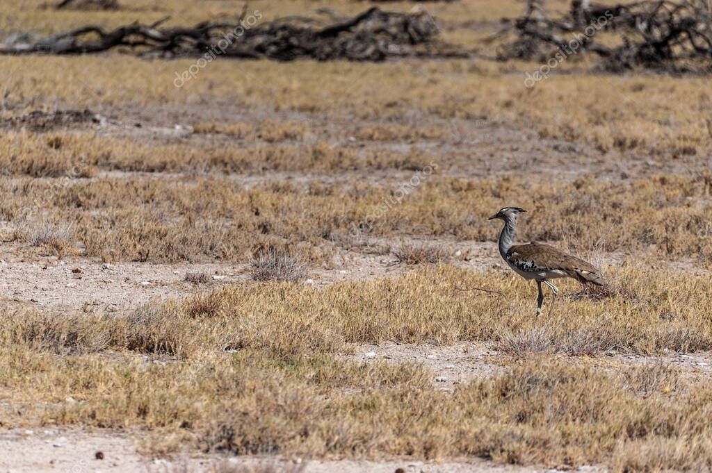 El Kori Bustard-Ardeotis kori- es considerado como el ave voladora más ...