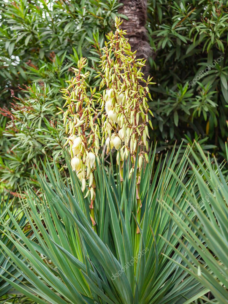 Madrensis floreciente de la yuca (Soco Yucca) en el parque tropical 2025