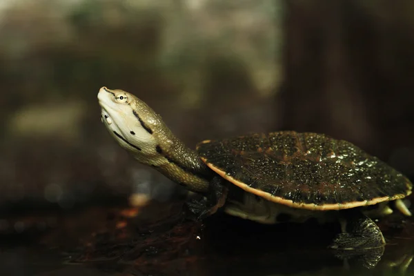 Eastern long necked turtle Stock Photos, Royalty Free Eastern long ...